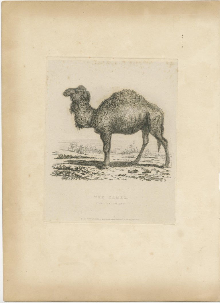 Antique Animal Print of a Camel For Sale at 1stDibs