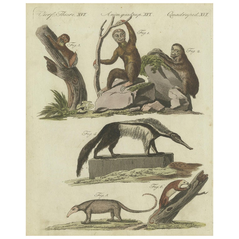Antique Animal Print of Various Animals Incl a Sloth, Anteater, etc ...