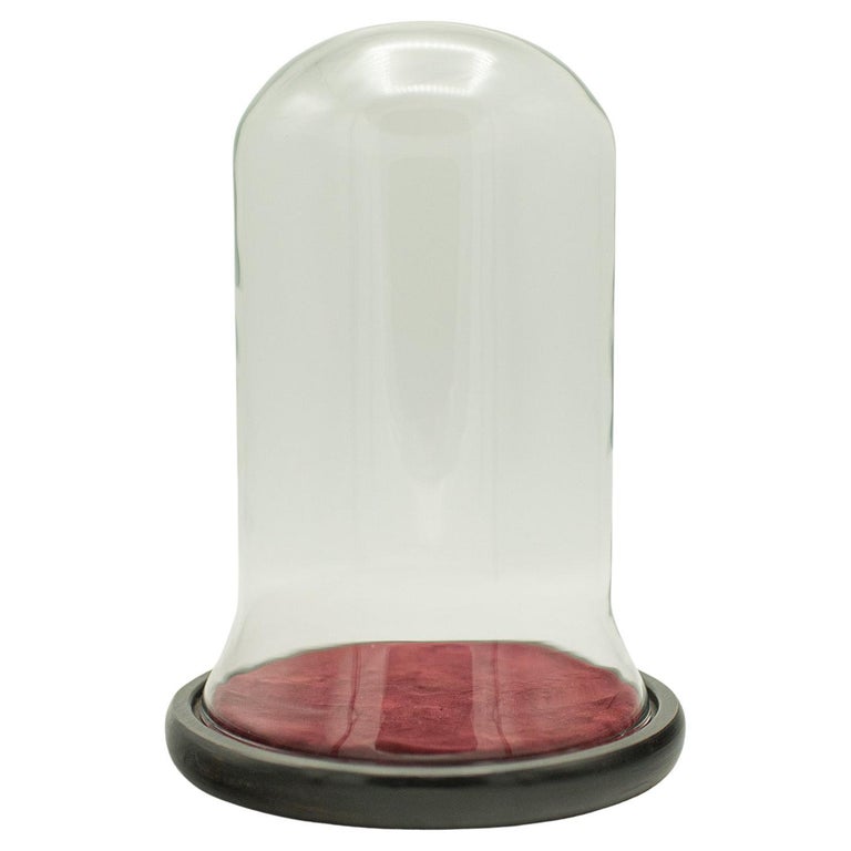 Antique Bell Bottom Display Dome, English, Glass, Taxidermy, Showcase ...