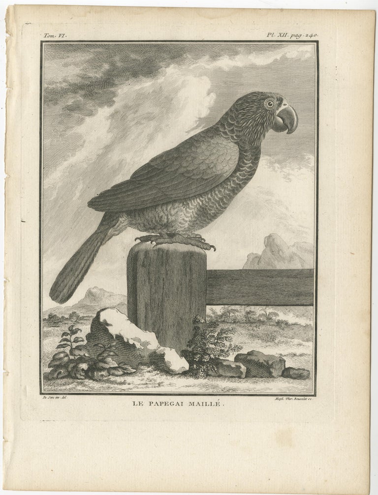 Antique Bird Engraving of a Gridded Parrot For Sale at 1stDibs