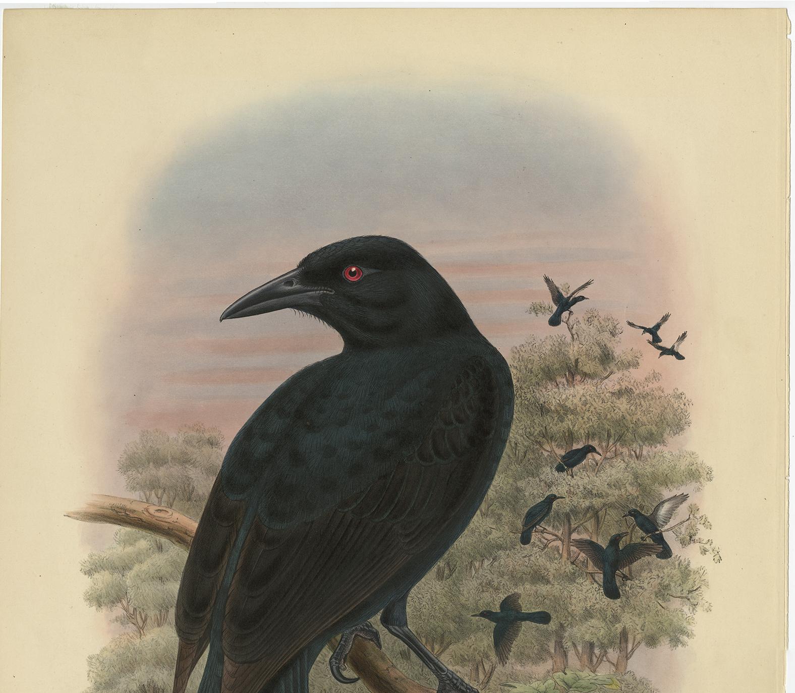 Antique Bird Print 'Lycocorax Obiensis' 'Obi Paradise-Crow' by J. Gould ...