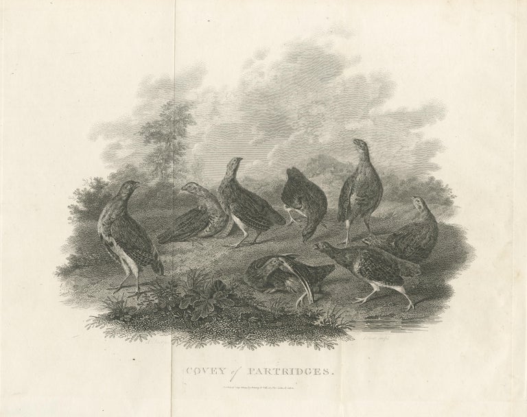 Antique Bird Print of a Covey or Small Group of Partridges For Sale at ...