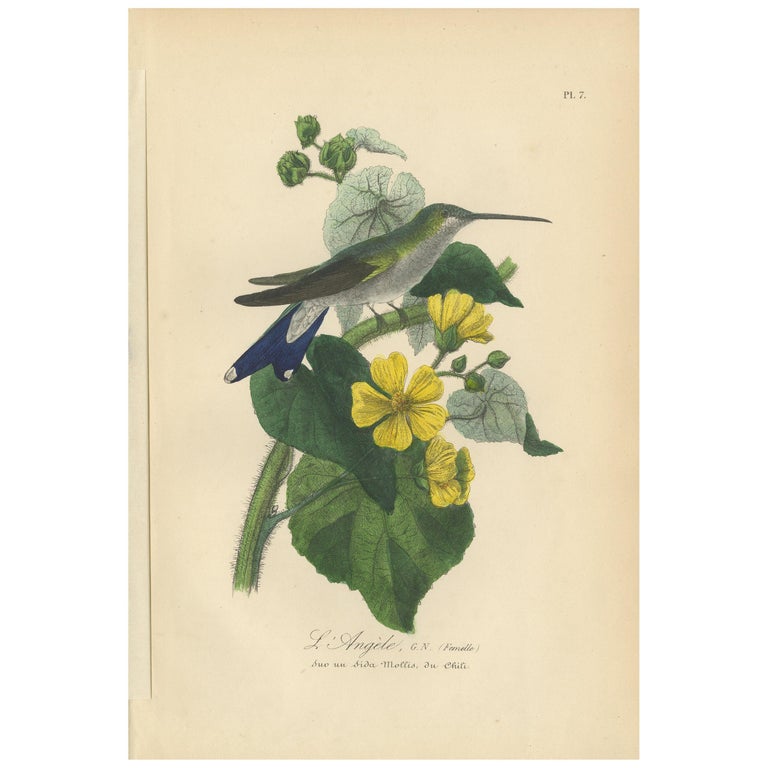 Antique Bird Print of a Female Hummingbird, '1853' at 1stDibs