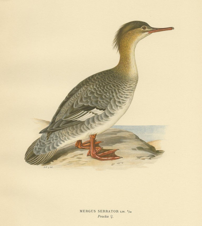 Antique Bird Print of a Female Red-Breasted Merganser by Von Wright ...
