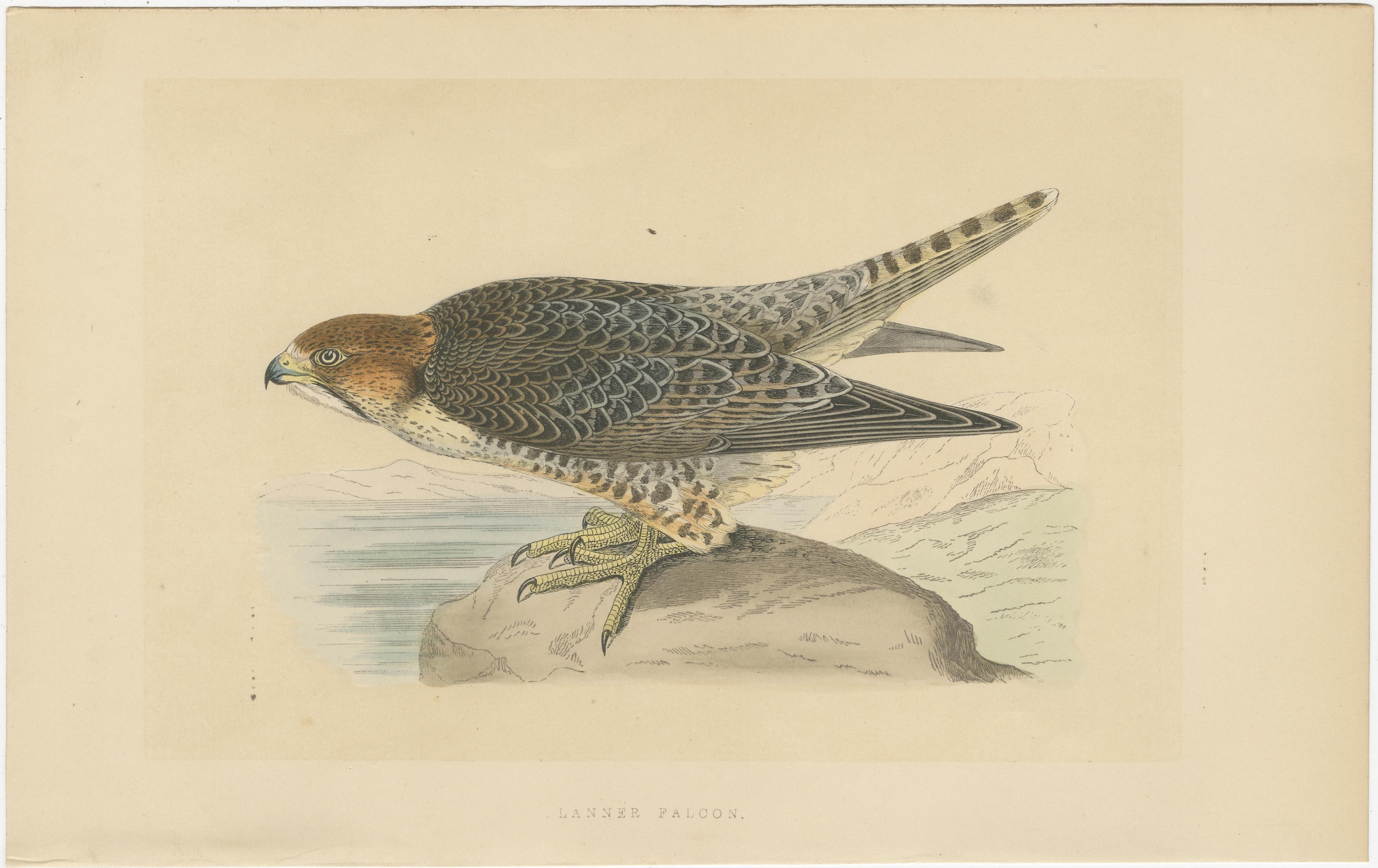 Antique Bird Print of a Lanner Falcon at 1stDibs