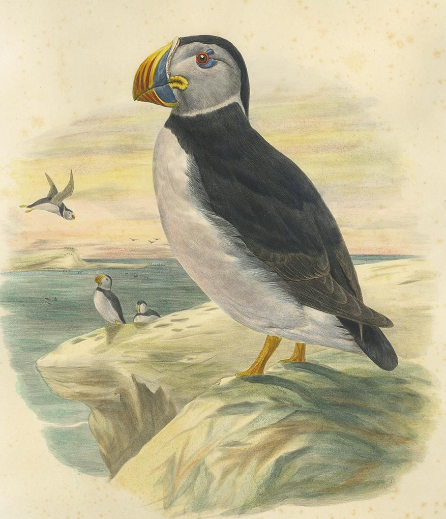 Antique Bird Print of a Large-Bill Puffin Made After J. Wolf, 1869 at ...