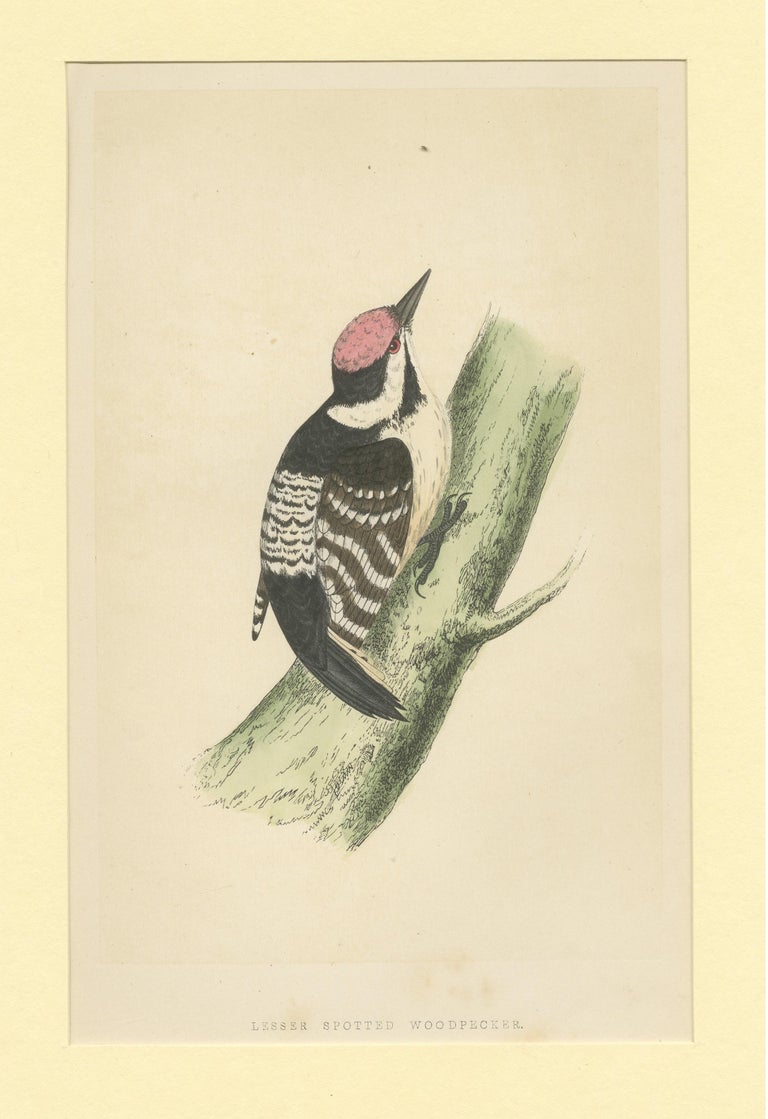 Antique Bird Print of a Lesser Spotted Woodpecker For Sale at 1stDibs