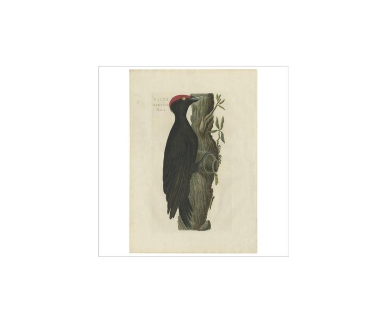 Antique Bird Print of a Male Black Woodpecker by Sepp and Nozeman, 1809 ...
