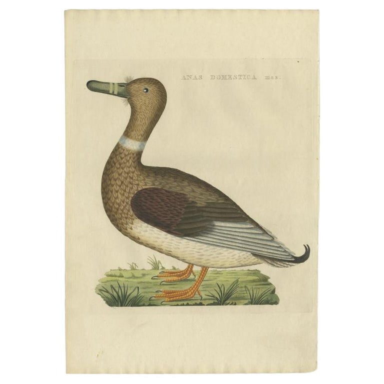 Antique Bird Print of a Male Domestic Duck by Sepp and Nozeman, 1809 ...