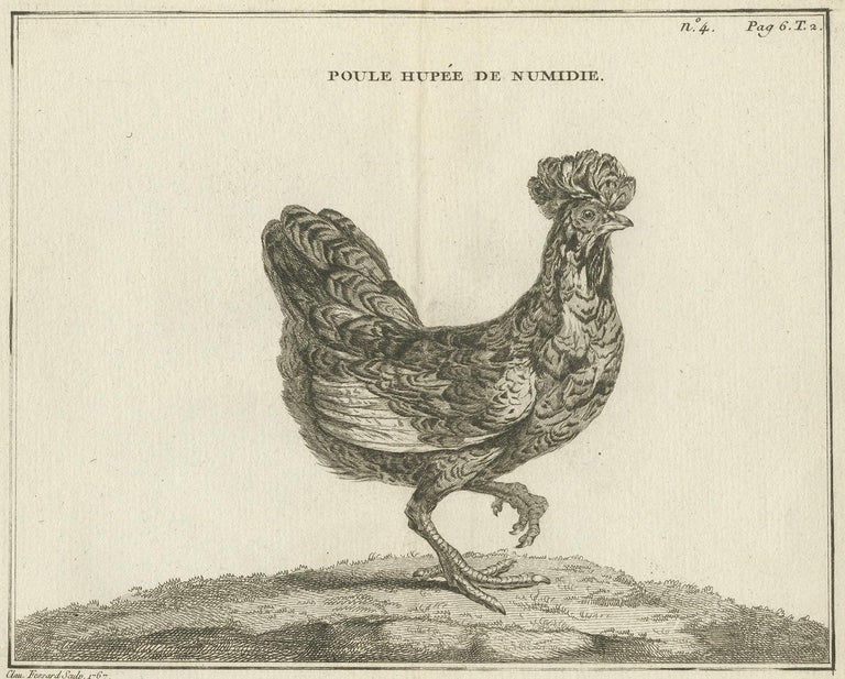Antique Bird Print of a Numidia Hen by Fessard, 1819 For Sale at 1stDibs