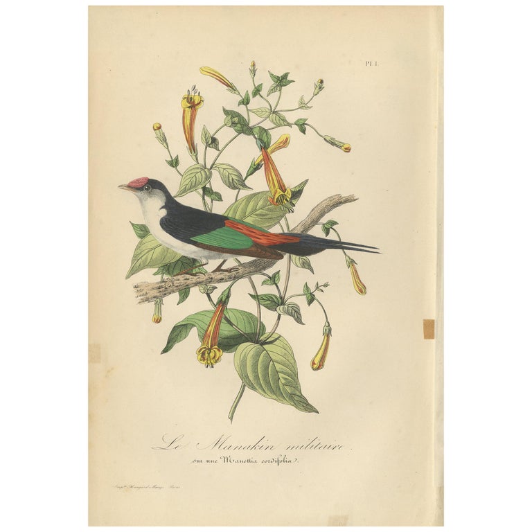 Antique Bird Print of a Pin-Tailed Manakin '1853' at 1stDibs