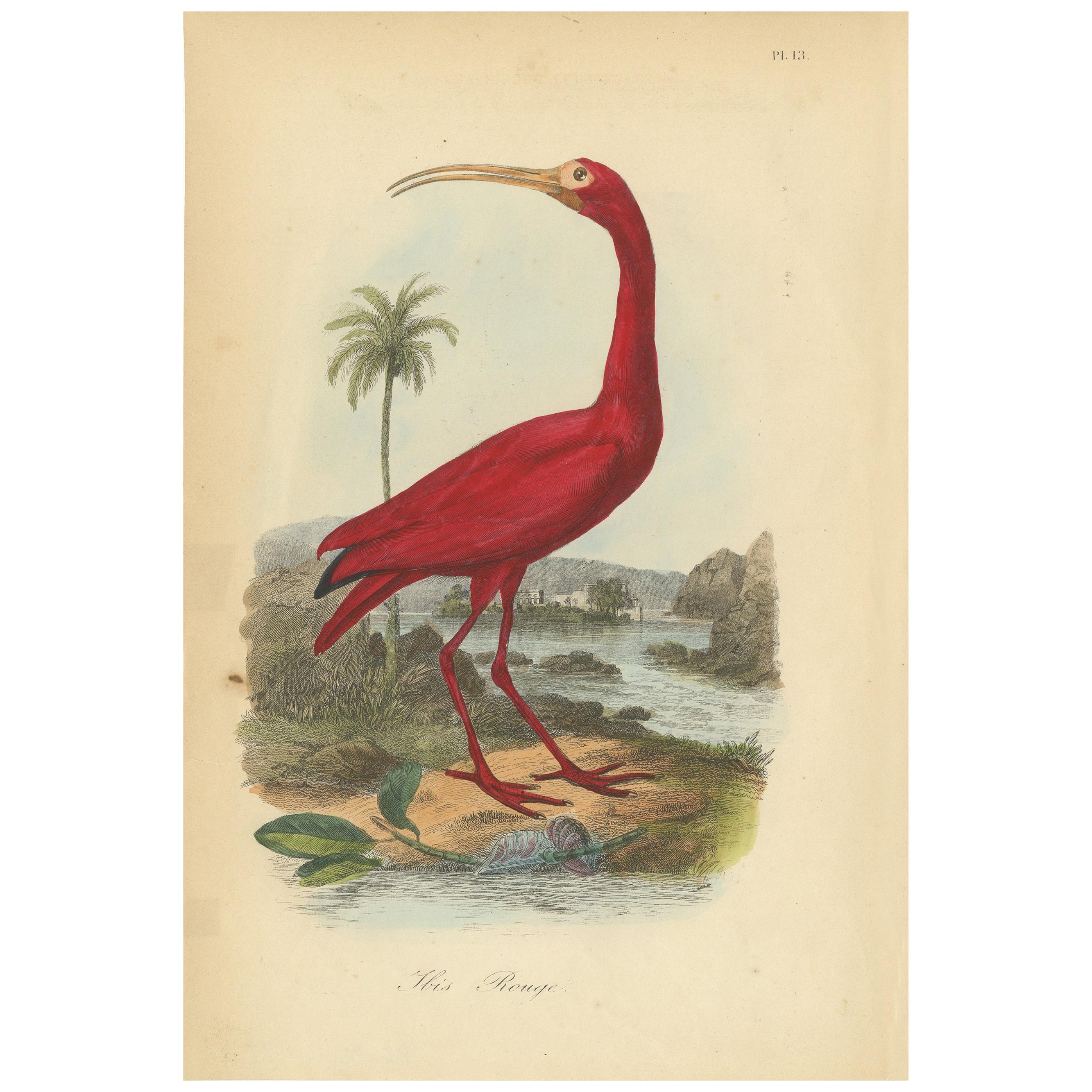 Antique Bird Print of a Scarlet Ibis '1853' at 1stDibs | scarlet ibis ...