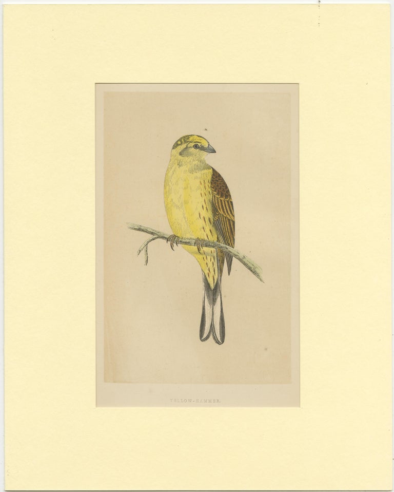 Antique Bird Print of a Yellow-Hammer For Sale at 1stDibs