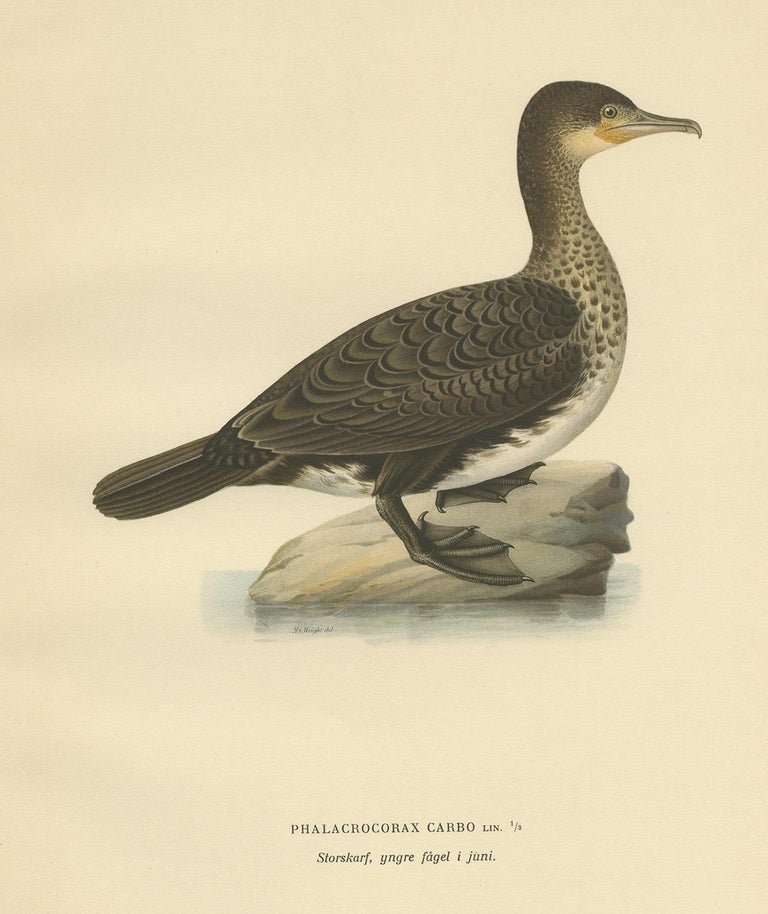 Antique Bird Print of a Young Great Cormorant by Von Wright, 1929 For ...