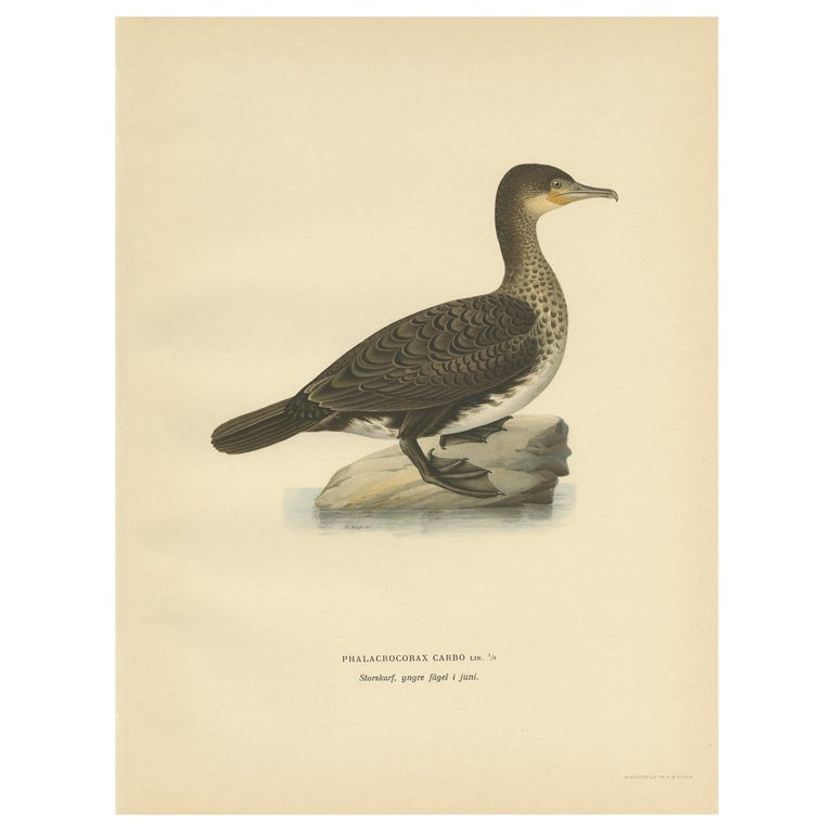 Antique Bird Print of a Young Great Cormorant by Von Wright, 1929 For ...