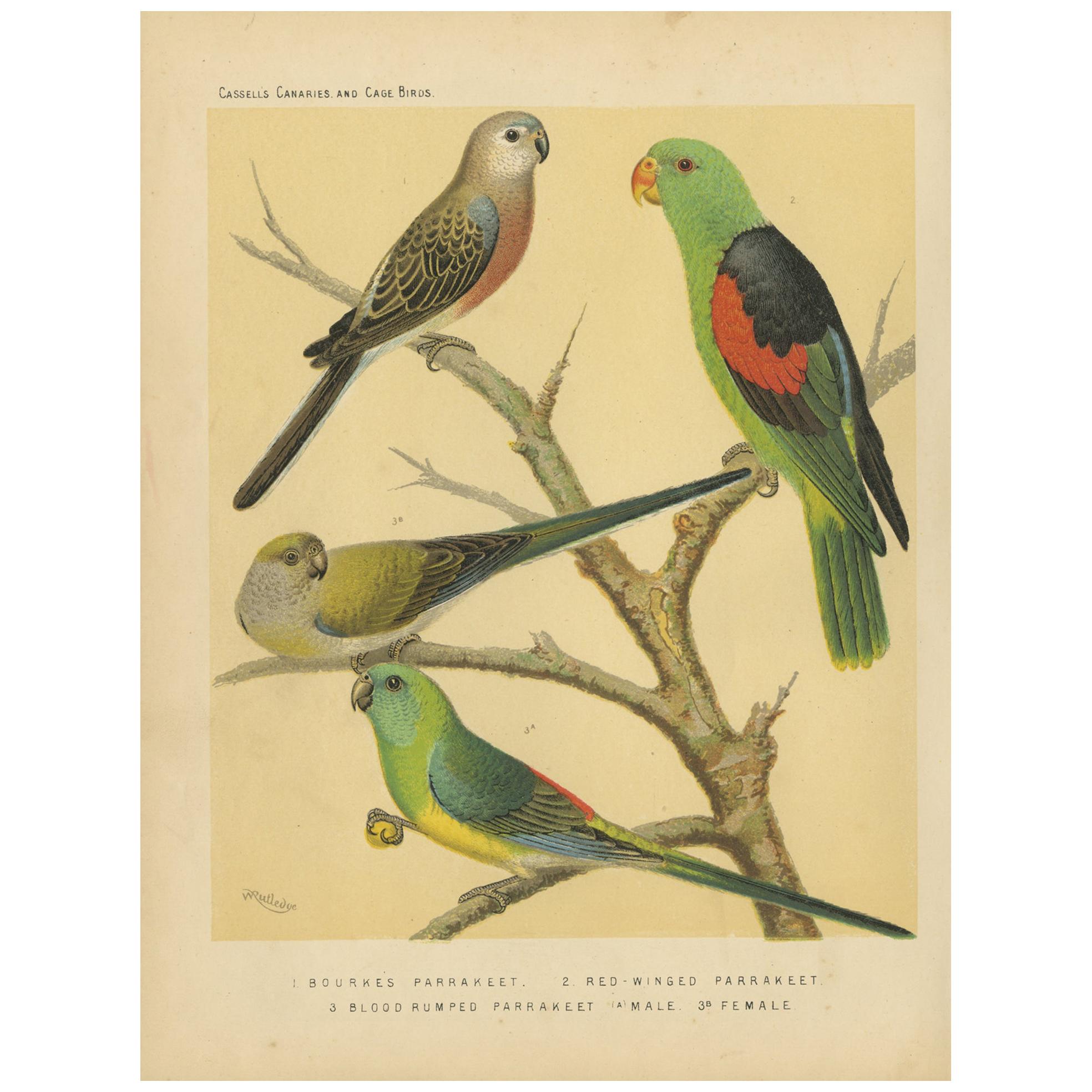 Antique Bird Print of the Bourkes Parrakeet, Red-Winged Parrakeet and ...