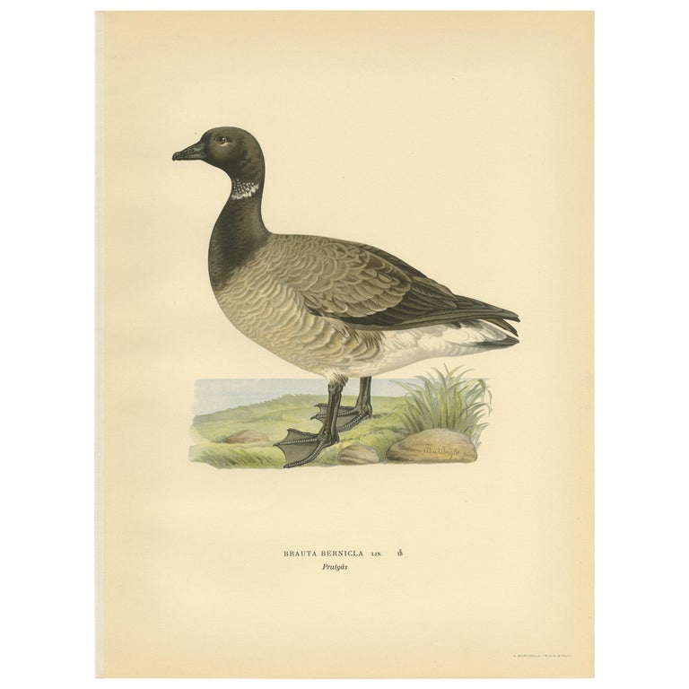 Antique Bird Print of the Brent Goose by Von Wright, 1929 For Sale at ...