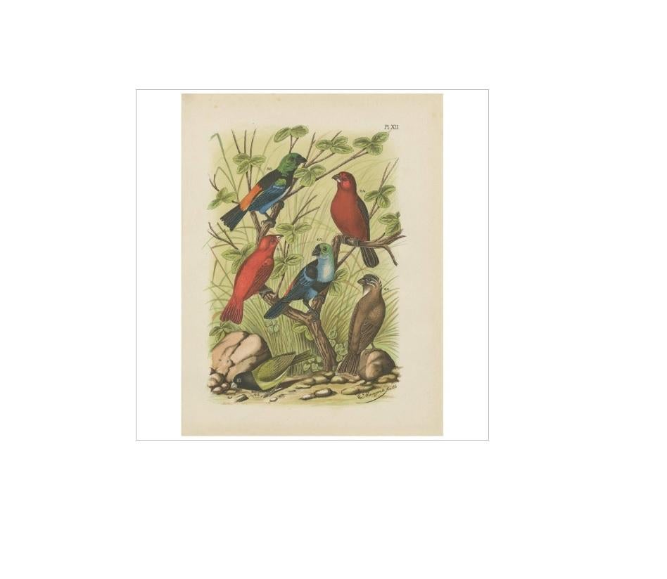 Antique Bird Print of the Bunting, Scarlet Sparrow and Paradise Tanager ...