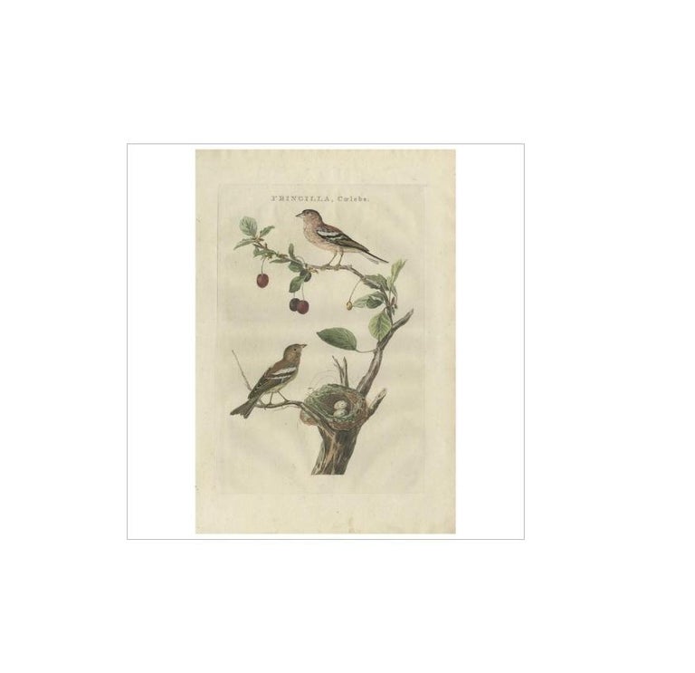 Antique Hand-Colored Bird Print of the Common Chaffinch by Sepp and ...
