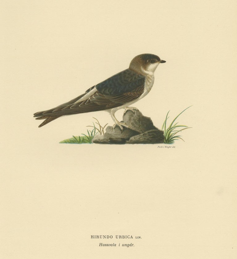 Antique Bird Print of the Common House Martin by Von Wright, '1927' For ...