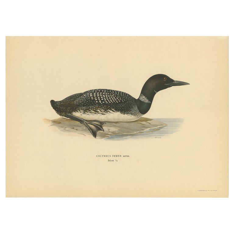 Antique Bird Print of the Common Loon by Von Wright '1929' at 1stDibs ...