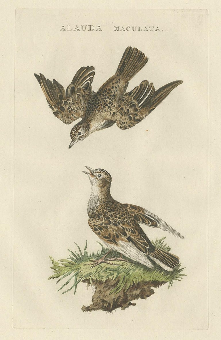 Antique Bird Print of the Eurasian Sky Lark by Sepp and Nozeman, 1809 ...