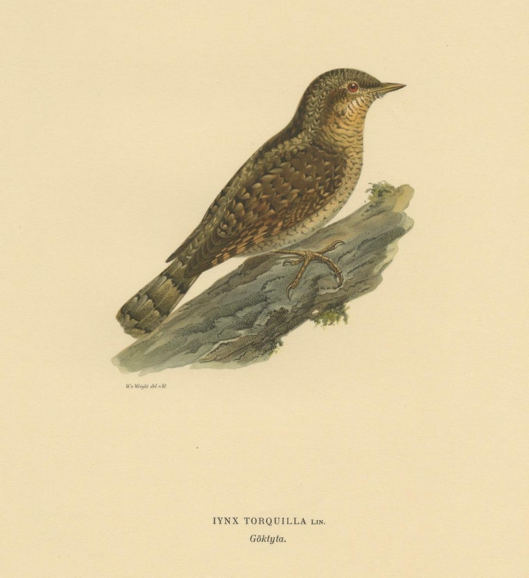 Antique Bird Print of the Eurasian Wryneck by Von Wright, 1927 For Sale ...