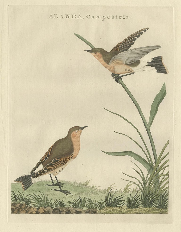 Antique Bird Print of the Field-Lark by Sepp and Nozeman, 1797 at 1stDibs