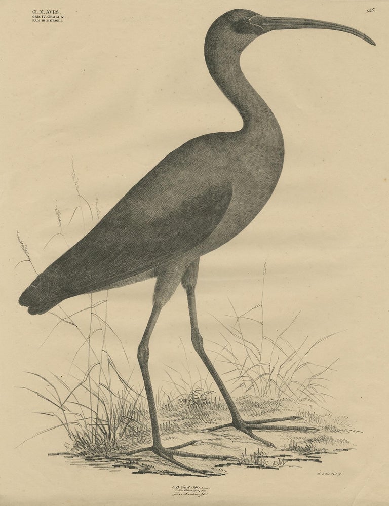 Antique Bird Print of the Glossy Ibis by Goldfuss, circa 1824 For Sale ...