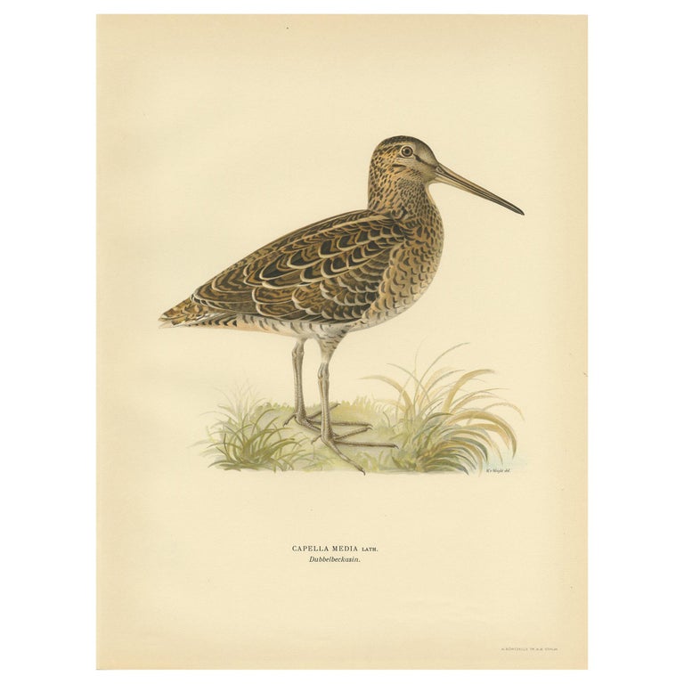 Antique Bird Print of the Great Snipe by Von Wright, 1929 For Sale at ...