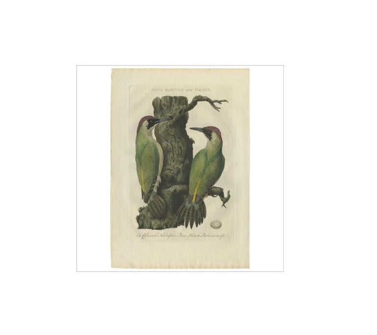 Antique Bird Print of the Green Woodpecker by Sepp and Nozeman, 1770 ...