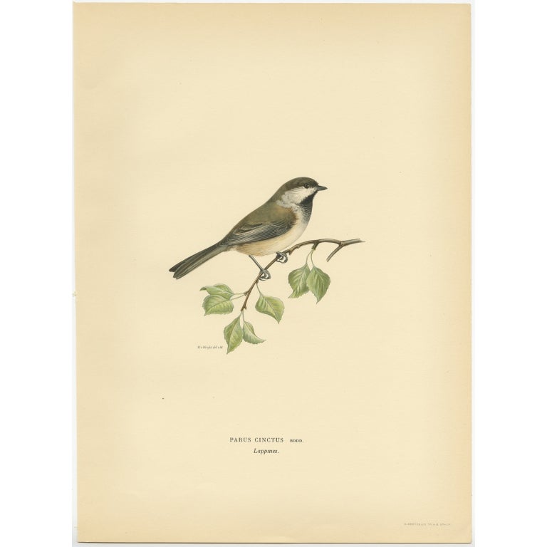 Antique Bird Print of the Grey-Headed Chickadee by Von Wright, 1927 at ...