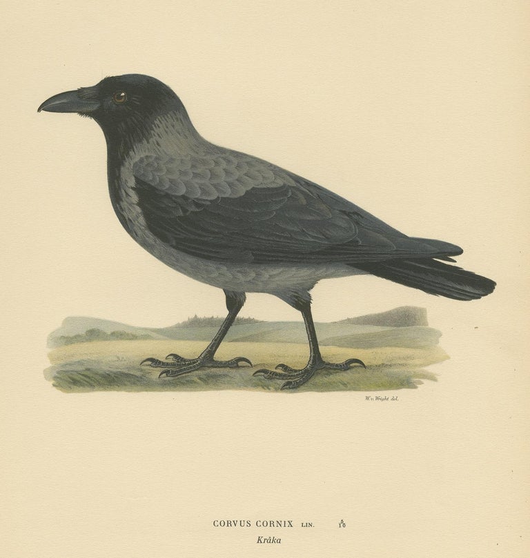 Antique Bird Print of the Hooded Crow by Von Wright, 1927 at 1stDibs