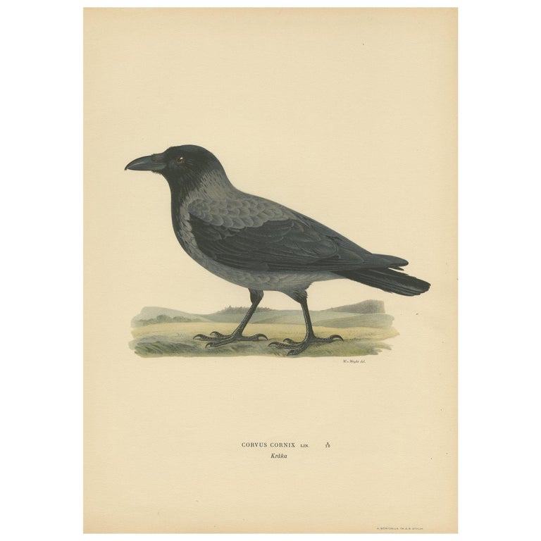 Antique Bird Print of the Hooded Crow by Von Wright, 1927 at 1stDibs