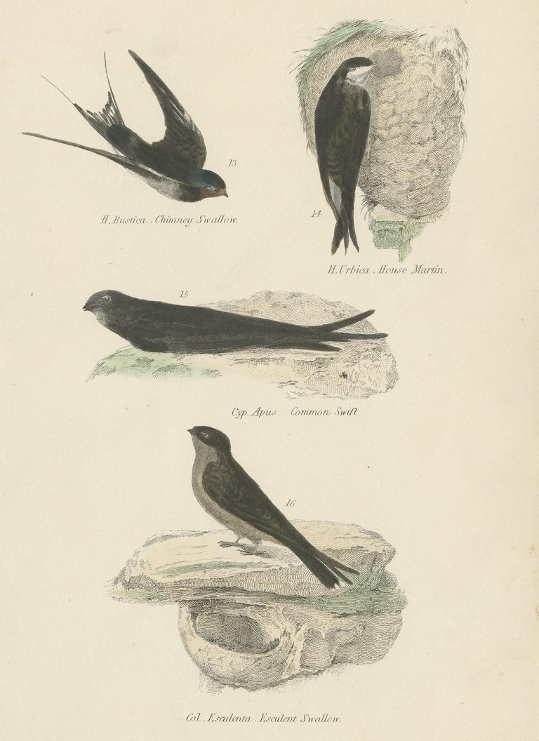 Antique Bird Print of the House Martin and Other Birds by Richardson ...