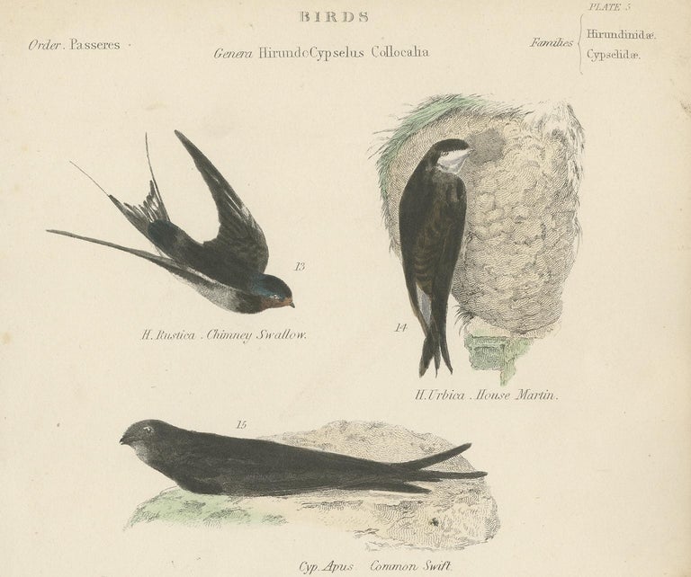Antique Bird Print of the House Martin and Other Birds by Richardson ...