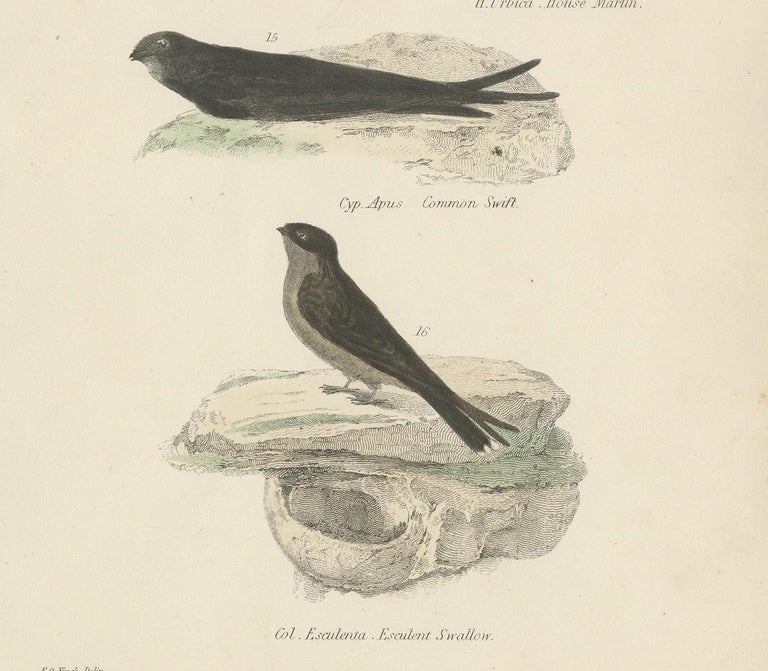 Antique Bird Print of the House Martin and Other Birds by Richardson ...