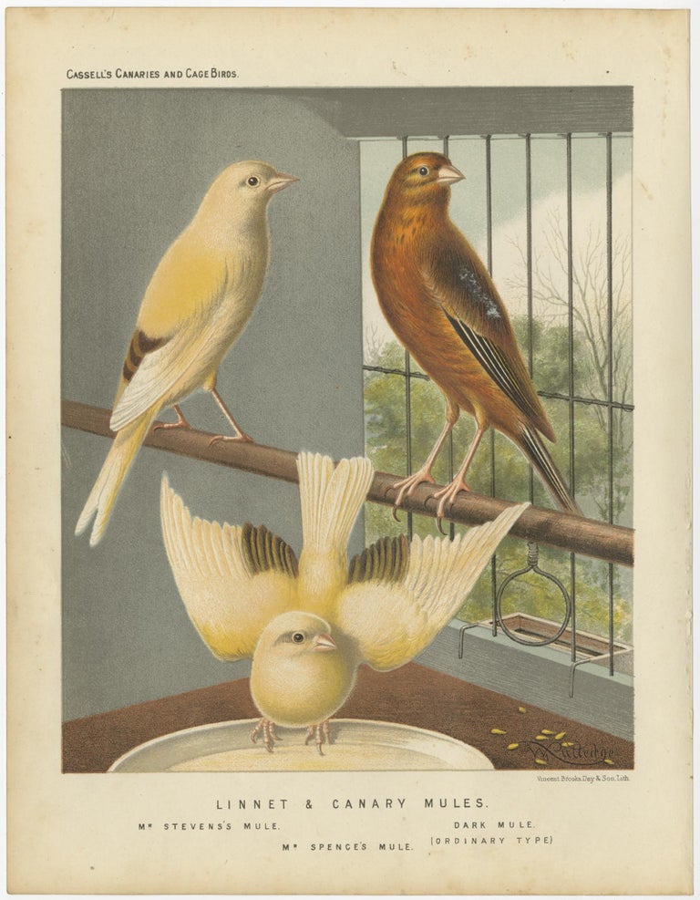 Antique Bird Print of the Linnet and Canary Mules 'circa 1880' For Sale ...