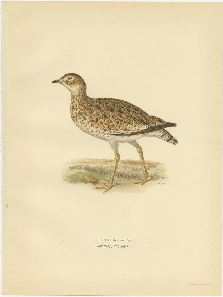 Antique Bird Print of the Little Bustard by Von Wright, 1929 For Sale ...