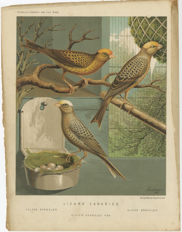 Antique Bird Print of the Lizard Canaries, Golden-Spangled and Others ...