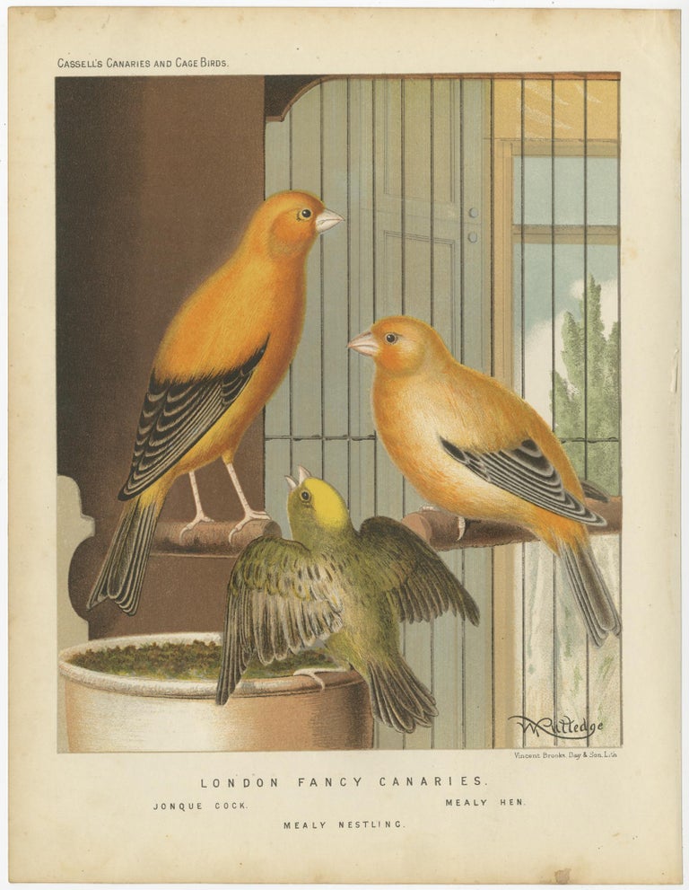 Antique Bird Print of the London Fancy Canaries, circa 1880 For Sale at ...