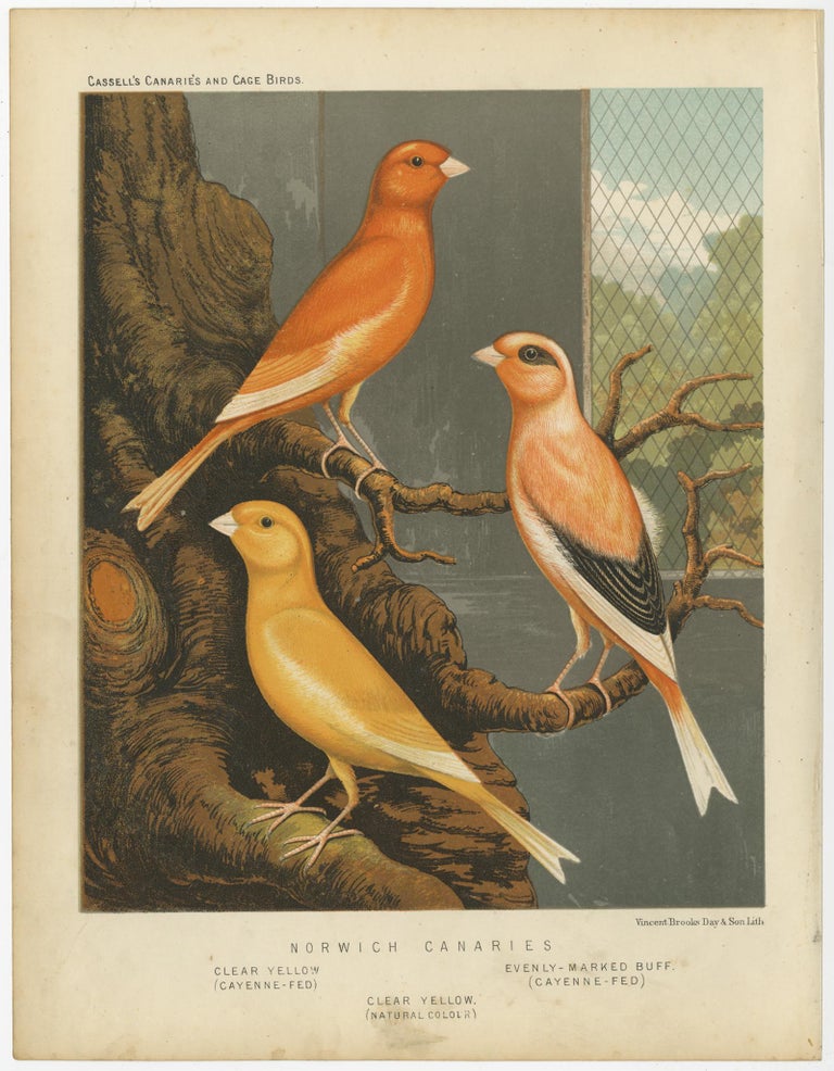 Antique Bird Print of the Norwich Canaries Clear Yellow 'Cayanne-Fed ...