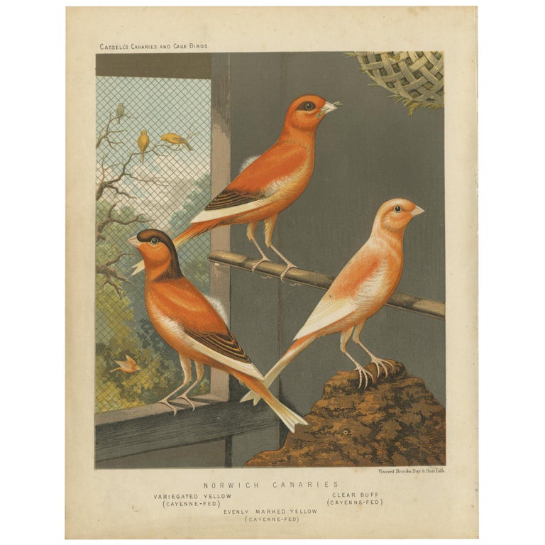 Antique Bird Print of the Norwich Canaries, Variegated Yellow and ...