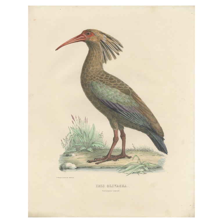 Antique Bird Print of the Olive Ibis by Severeyns 'c.1850' For Sale at ...