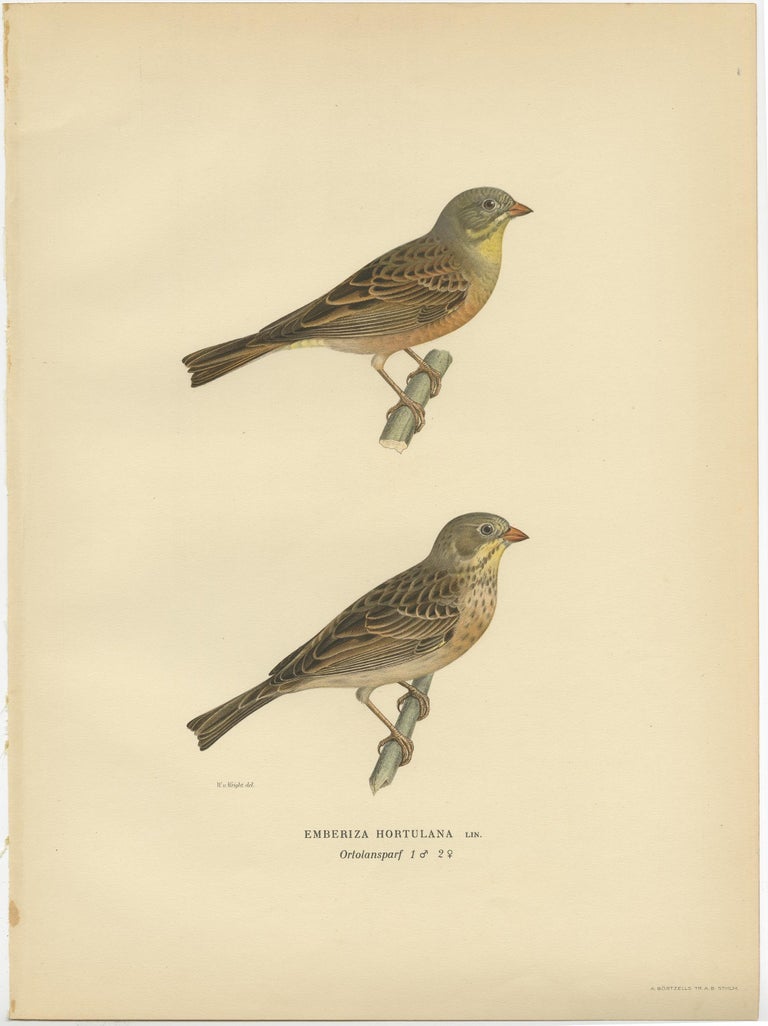 Antique Bird Print of The Ortolan Bunting, a French Delicacy, 1927 For ...