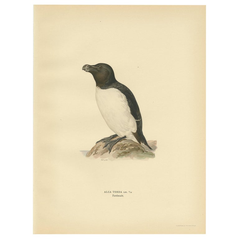 Antique Bird Print of the Razorbill or Lesser Auk by Von Wright, 1929 ...