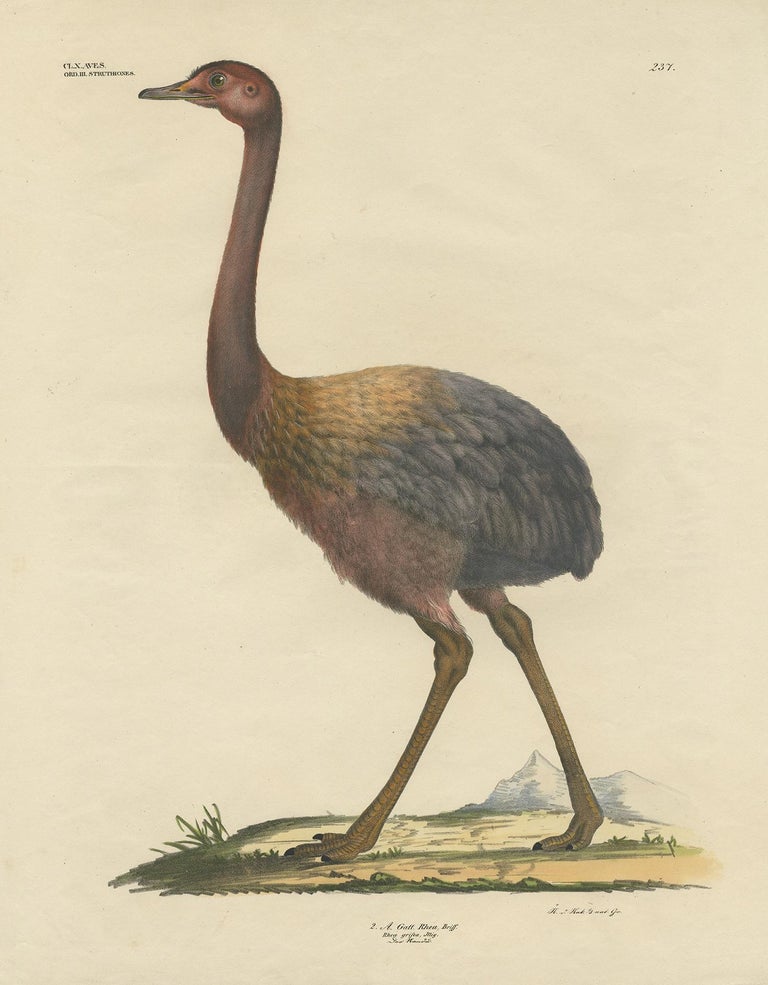 Antique Bird Print of the Rhea by Goldfuss, circa 1824 at 1stDibs