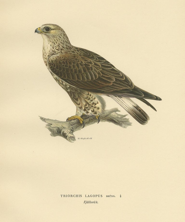 Antique Bird Print of the Rough-Legged Hawk, '1929' For Sale at 1stDibs
