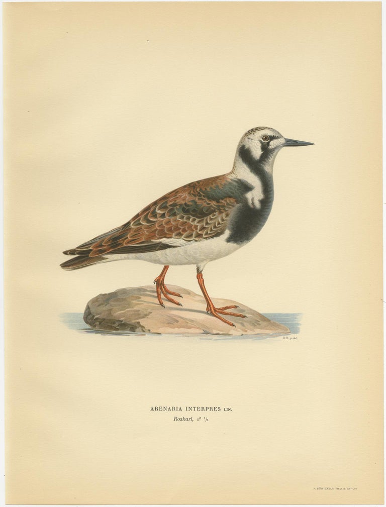 Antique Bird Print of the Ruddy Turnstone 'Male' by Von Wright '1929 ...