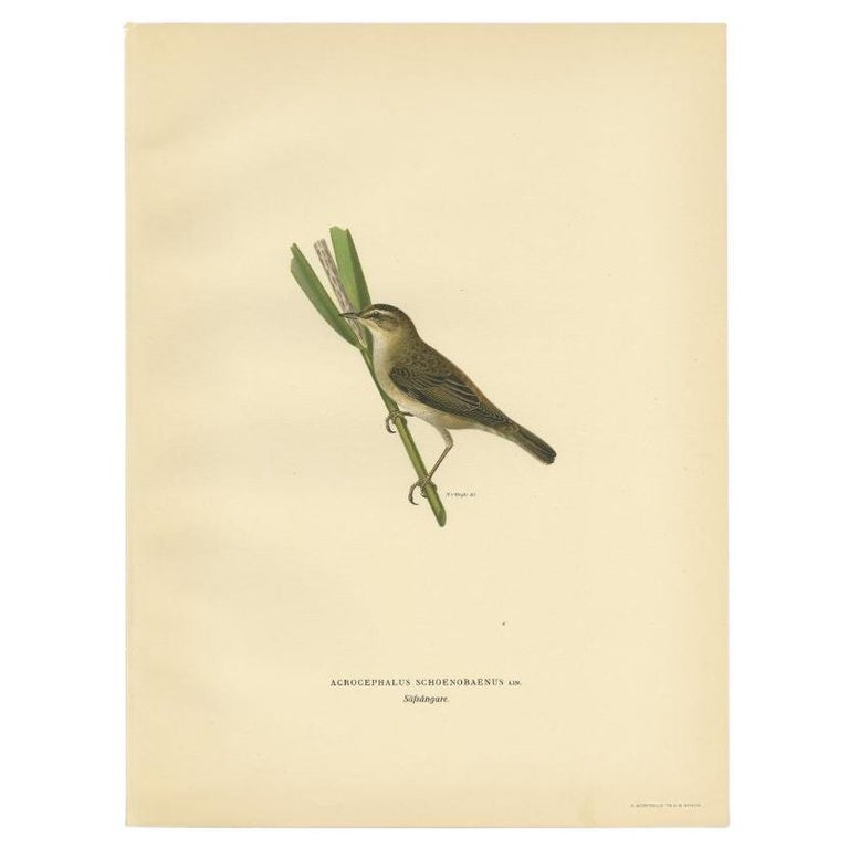 Antique Bird Print of the Sedge Warbler, 1927 For Sale at 1stDibs